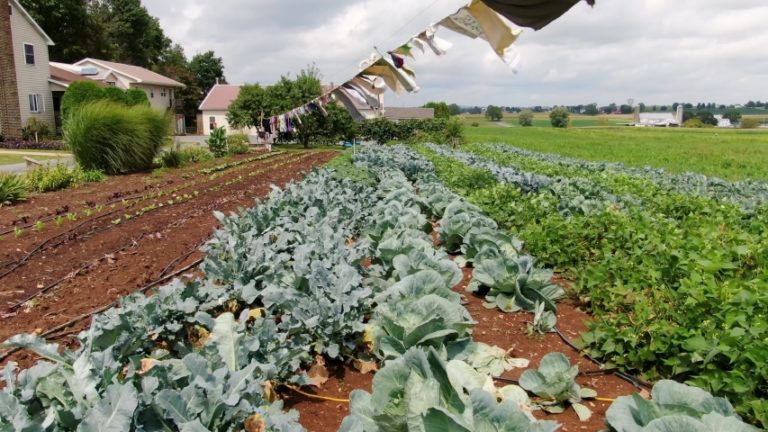 What Do The Amish Plant In Their Gardens?