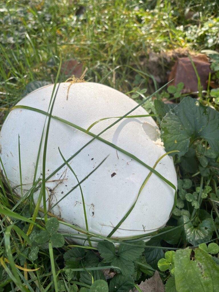 Puffball Parmesan » Amish 365